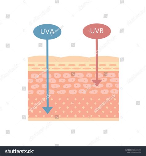 피부의 구조uva와 Uvb가 작동하는 방법하얀 배경에 스톡 벡터로열티 프리 1995465374 Shutterstock