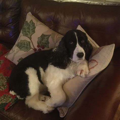 Springer Spaniel Slice Resting 🛋 Spaniel Breeds Springer Spaniel