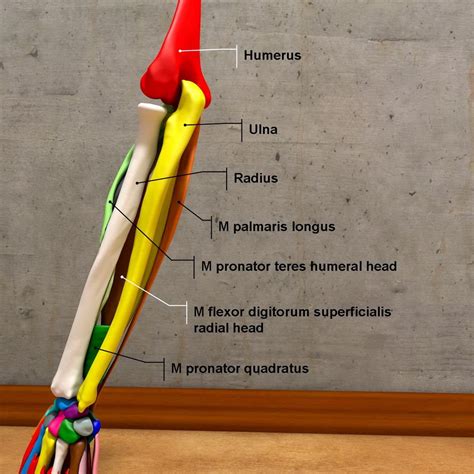 궁극적 인 인간의 손과 팔뚝 3d 모델 199 C4d Obj Free3d