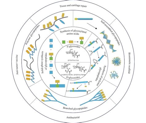 Glycopeptide Based Polymers Biomedical Applications Boc Sciences