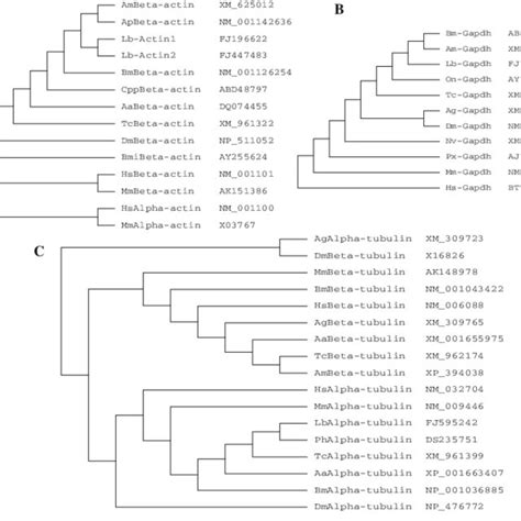 Normalization In Qrt Pcr A In Qrt Pcr The Fluorescence Intensity Is Download Scientific