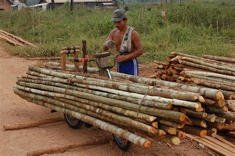 How Selective Logging Could Help Protect Indonesias Forests Center For International Forestry
