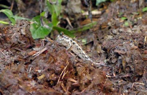 Dusky Gilled Mudskipper Indonesia Fb In Royle Safaris