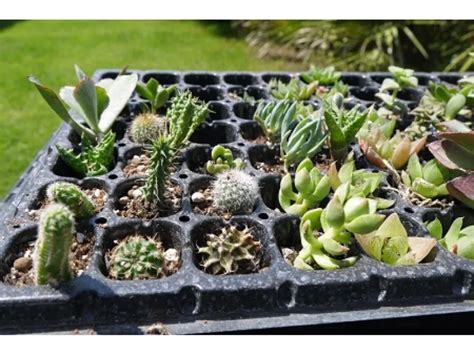 일본 사이타마 선인장 다육식물 심기 체험 비오는 날씨에도 가능 Kkday