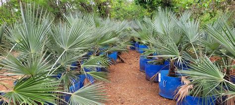 What Species Of Brahea Is This Discussing Palm Trees Worldwide