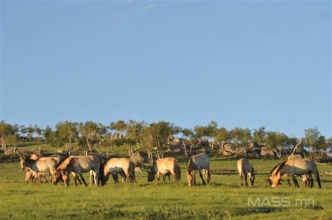 БОАЖ ын сайд Н Уртнасан Хустайн байгалийн цогцолбор газар т ажиллалаа
