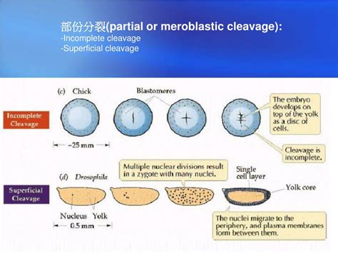 Ppt Block To Polyspermy Fast Block Powerpoint Presentation Free Download Id 5725149