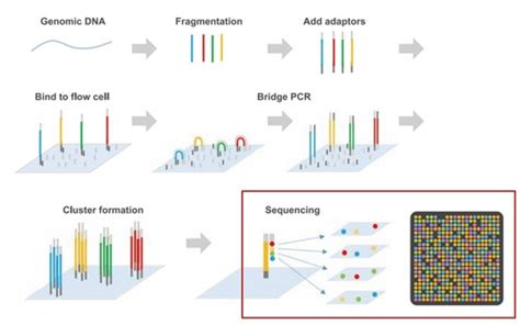 Genetics Sequencing Flashcards Quizlet