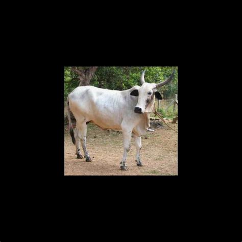 Cattle Breed Object Detection Model V2 2024 03 30 2 04pm By Dp