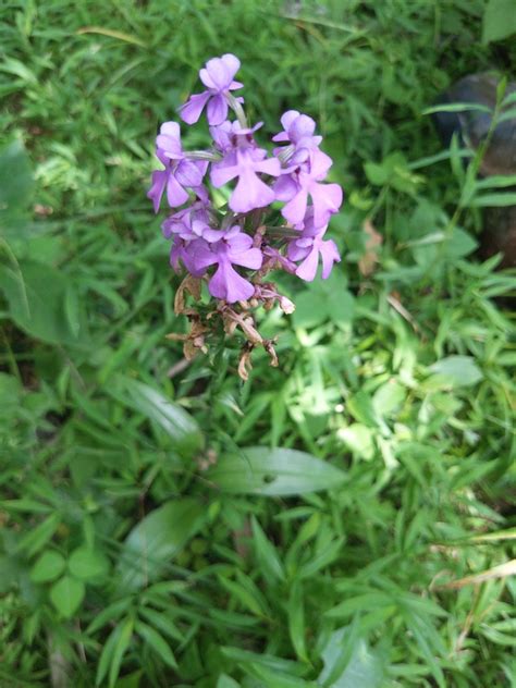 Purple Fringeless Orchid From Ashton Wv 25503 Usa On July 26 2023 At