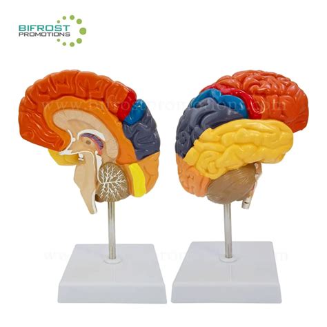 Organs Brain