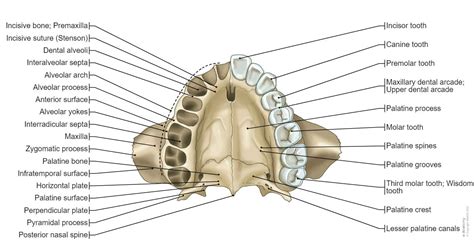 Incisive Fossa Of Mandible Gow Gates Technique Nerves