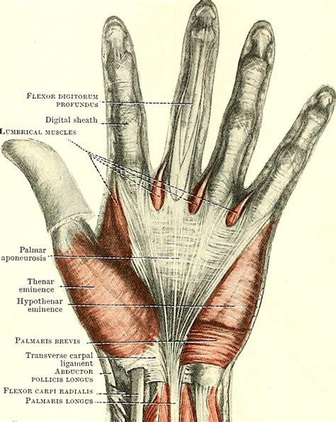 Fun Fact Palmar Aponeurosis Outlander Anatomy