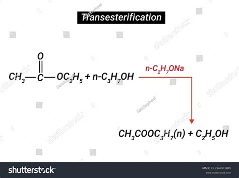 Transesterification Defined Chemical Conversion Process Triglycerides