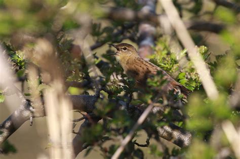 Saltfleetby Theddlethorpe Grasshopper Warbler Photo Owen Beaumont Facebook