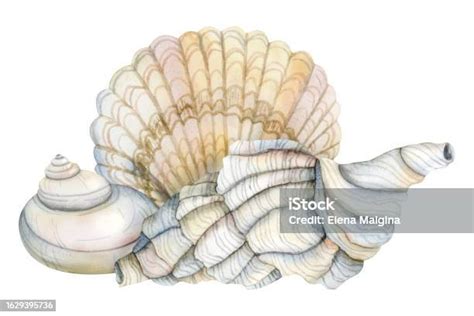 스티커와 항해 디자인을 위해 흰색 배경에 분리된 밝은 회색과 베이지색의 가리비 껍질 그림이 있는 수채화 소라 나선형 조개껍데기