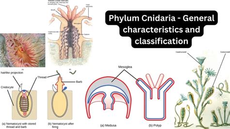 Phylum Cnidaria General Characteristics And Classification Biology