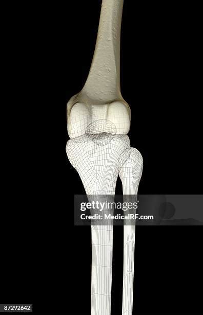 65 Lateral Epicondyle High Res Illustrations Getty Images