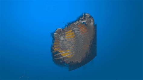 David Willingham On Linkedin Pretrained Deeplearning Medicalimaging