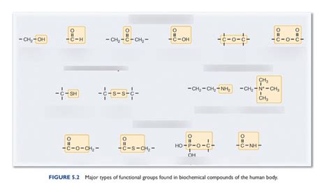 Diagram Biochemistry Ch 5 Functional Groups Quizlet