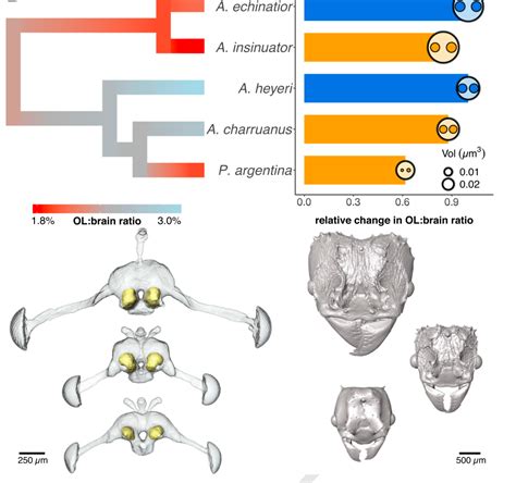 How To Become Ant I Social Erosion Of Ant Genome Tied To Loss Of