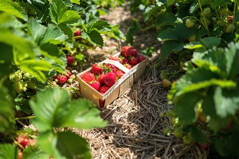 자기 따기 농장의 들판에서 잘 익은 딸기로 가득 찬 바구니 건강한 생활방식에 대한 스톡 사진 및 기타 이미지 건강한 생활방식 건강한 식생활 계절 Istock