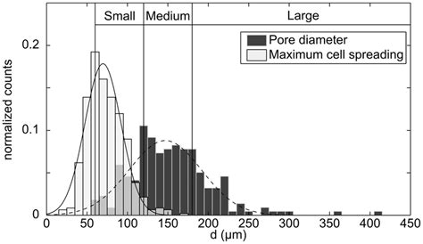 Maximal Spreading Length Of Fibroblasts And Pore Wall To Wall Distance Download Scientific
