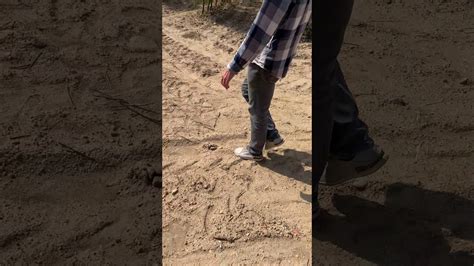 ზეთის ხილის ინტენსიური ბაღი Youtube