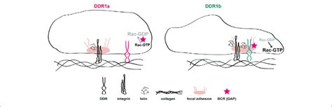Schematic Representation Of Collagen I Mediated Ddr1a Vs Ddr1b