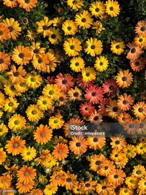 정원에 피는 생생한 노란색과 주황색 데이지 이미지 꽃 피는 식물 화려한 꽃잎 0명에 대한 스톡 사진 및 기타 이미지 Istock