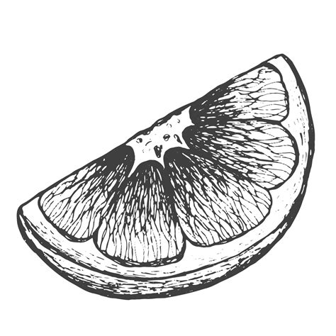 Slice Of Lemon Or Orange Sketch Engraving Vector Illustration T Shirt Apparel Print Design