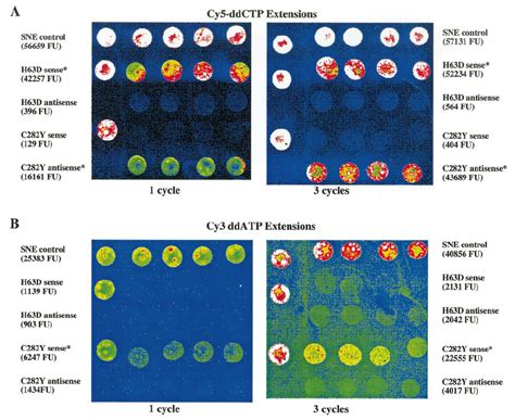 Detection Of Hemochromatosis Mutations Using 2 Color Sne And On Slide Download Scientific