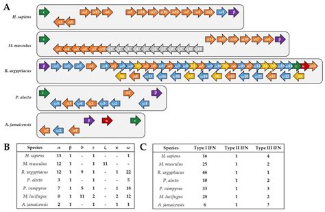 Ifn Genes In Humans Mice And Bats A Schematic Representation Of The Download Scientific