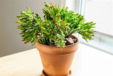 How To Grow And Care For Gollum Jade
