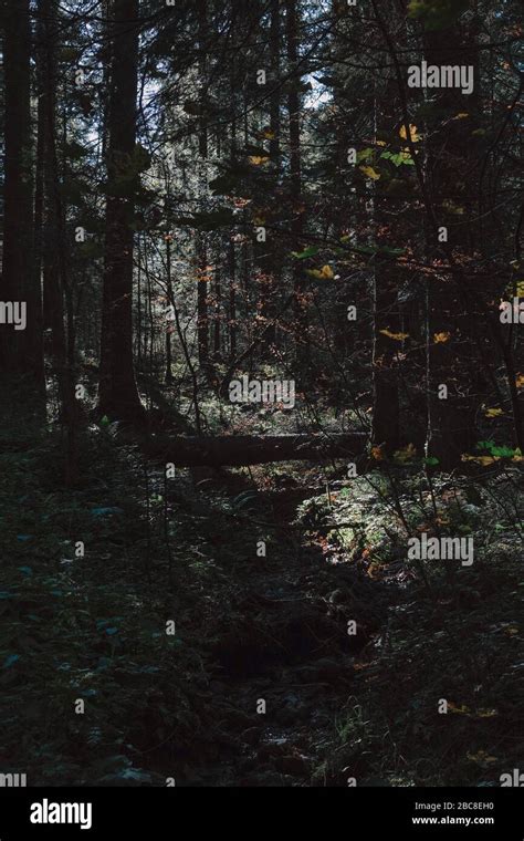 Forest Trees Nature Landscape Tree Trunks Stock Photo Alamy