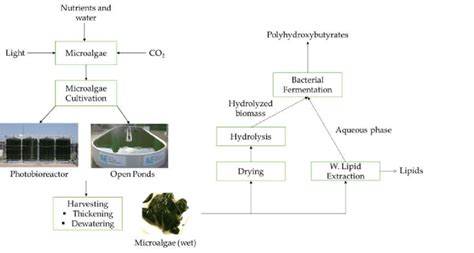 Bioplastic Production From Microalgae [1] Download Scientific Diagram