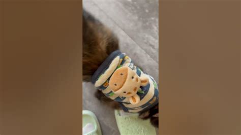 고양이😻입양 가게알고리즘알고리즘 관리자님예뻐요 관리자님이거추천어때요 관리자님잘생겼어요 관리자님 천재 Youtube