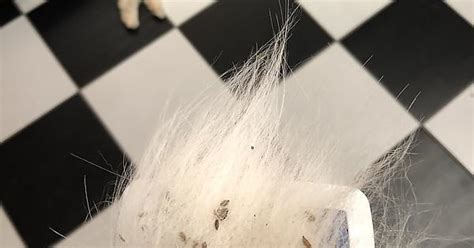 Reason Eleventy Billion Why Cats Should Not Come In A ‘long Hair Model