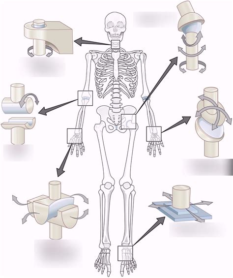 Skeletal System Lab Practical Diagram Quizlet