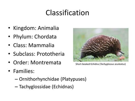 Monotremes Dan Adams Ppt Download