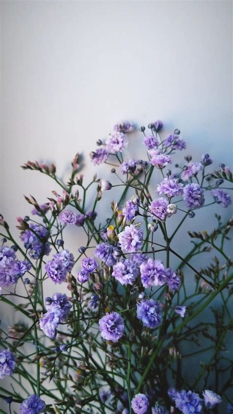 Гипсофилы Цветочные фоны Абстрактное Цветочные картины