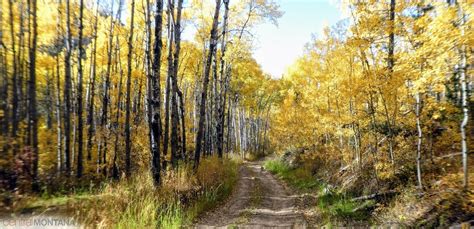 Central Montana Aspen Trees Have Distinguishable Shimmering Gold