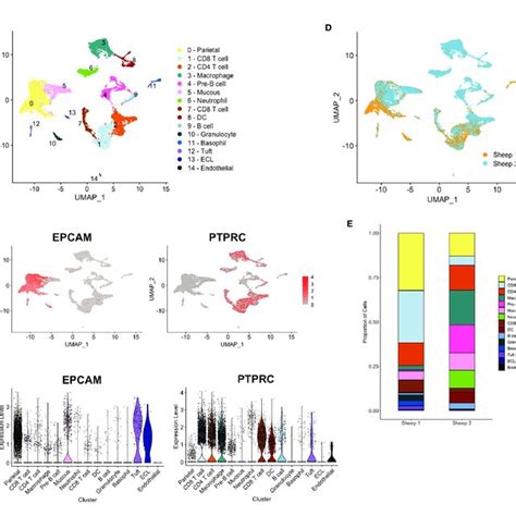 Single Cell Rna Sequencing Scrna Seq Identifies Distinct Ovine