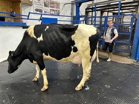 Carnaross Mart What Are Freshly Calved Cows Making Agrilandie