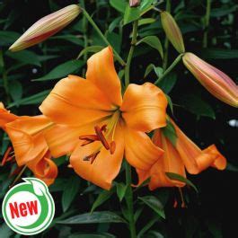 African Queen Lily - Flowers And Bulbs | Veseys