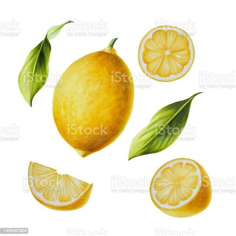 밝은 녹색 잎과 꽃과 신선한 익은 레몬으로 수채화 세트 손으로 그린 컷 감귤류 슬라이스는 흰색 배경에 그림을 그립니다 디자이너 엽서 파티 초대장 포장지 표지 포스터 및