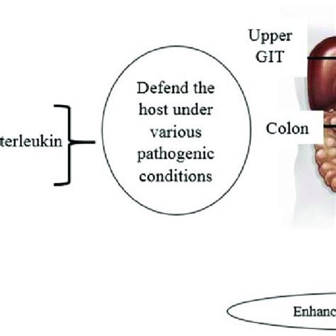 5 Structures Of Beta Glucan From Different Sources Courtesy Du B Download Scientific
