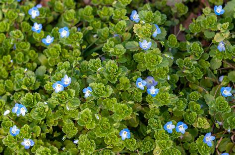 Creeping Speedwell Ground Cover