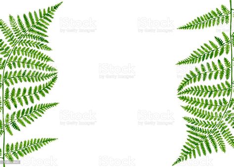 수채화 고사리는 최소한의 프레임을 남깁니다 초대 결혼식 카드 날짜 배너를 저장하기위한 텍스트 공간이손으로 그린 숲 식물 템플릿 0명에 대한 스톡 벡터 아트 및 기타 이미지