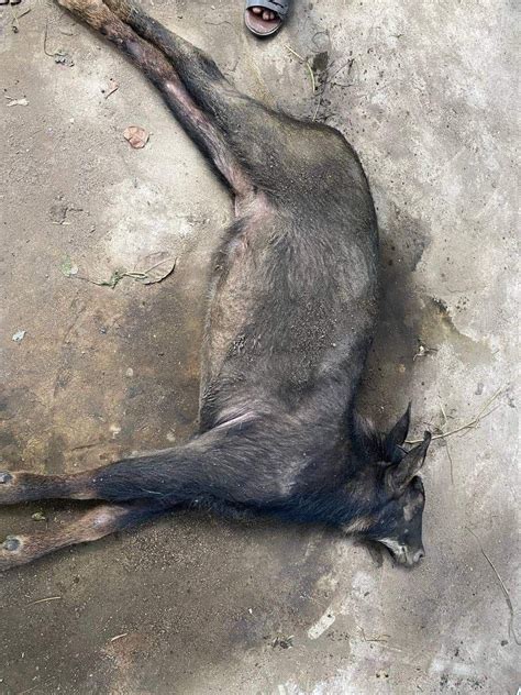 ពិតជាគួរឱ្យសោកស្តាយជាទីបំផុតសត្វកែះញីមួយក្បាលដែលជាប់អន្ទាក់និងរងរបួស បានស្លាប់ហើយ សារព័ត៌មាន